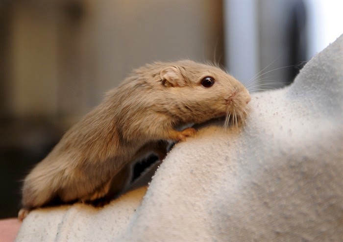 SKOČIMIŠ-OVE LJUPKE životinjice ne podnose samoću.