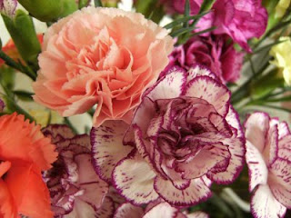 Garoafa | Toate Florile