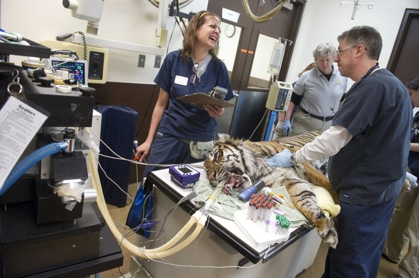Sumatran tiger, during a routine checkup at the Smithsonian Institute's ...