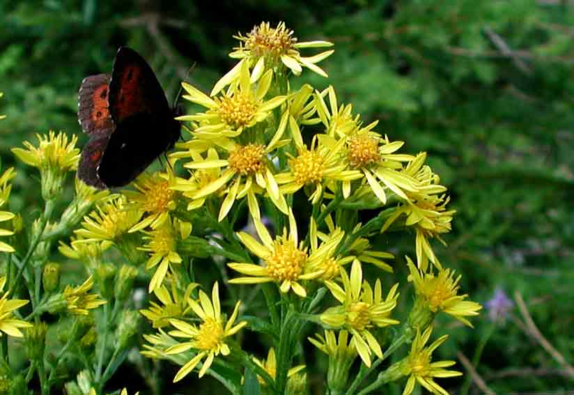 Seminte si plante de gradina hobby: Splinuta-Solidago Virgaurea