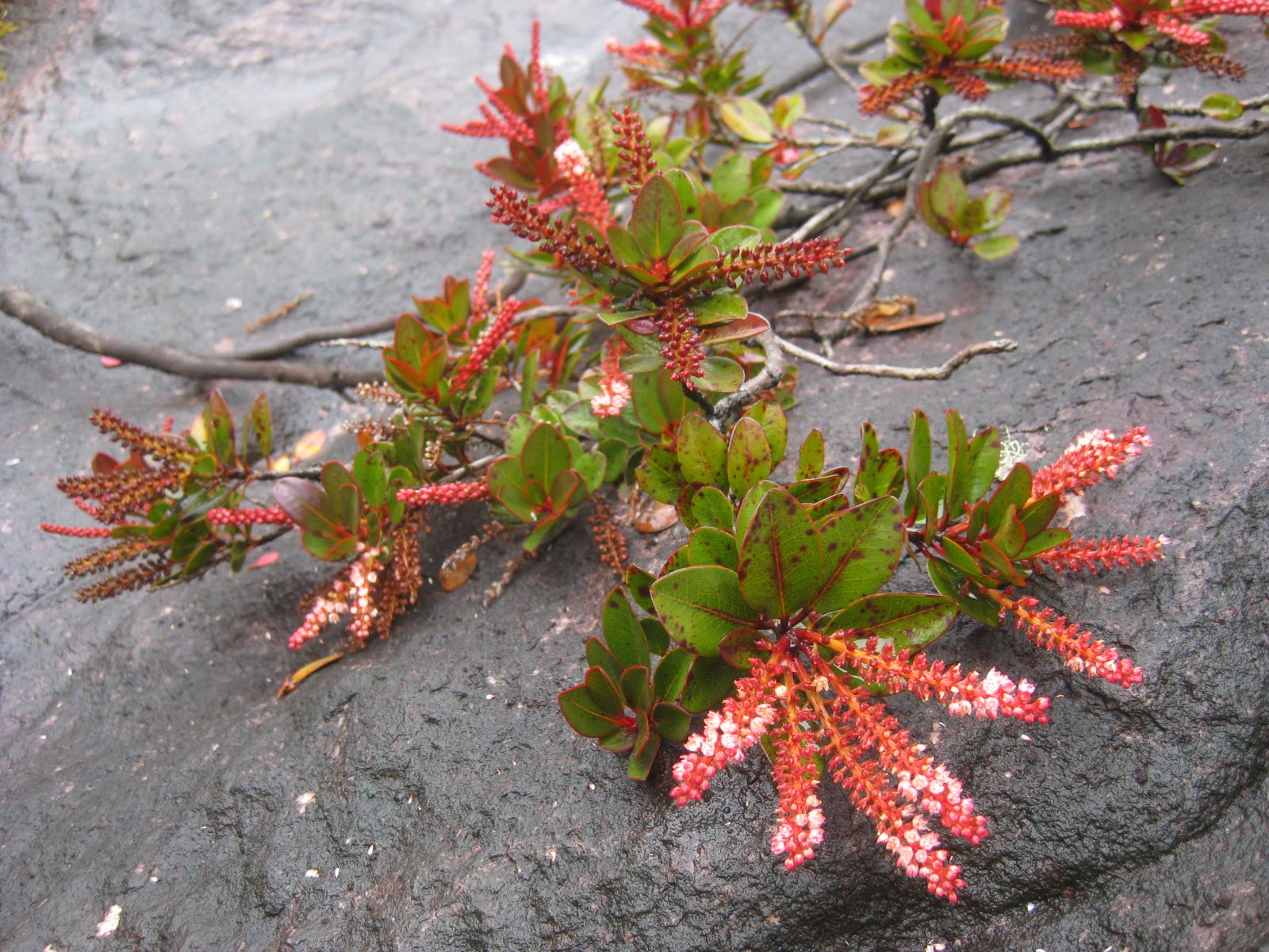 Flora de Puerto Rico Ilustrada Papo Vives: CYRILLACEAE CYRILLA ...