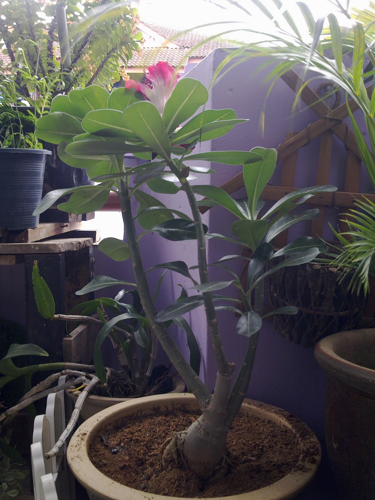 ♥♥ C!kPuan$yaK!ffl!! ♥♥: ~ BUNGA2 CINTA 2012