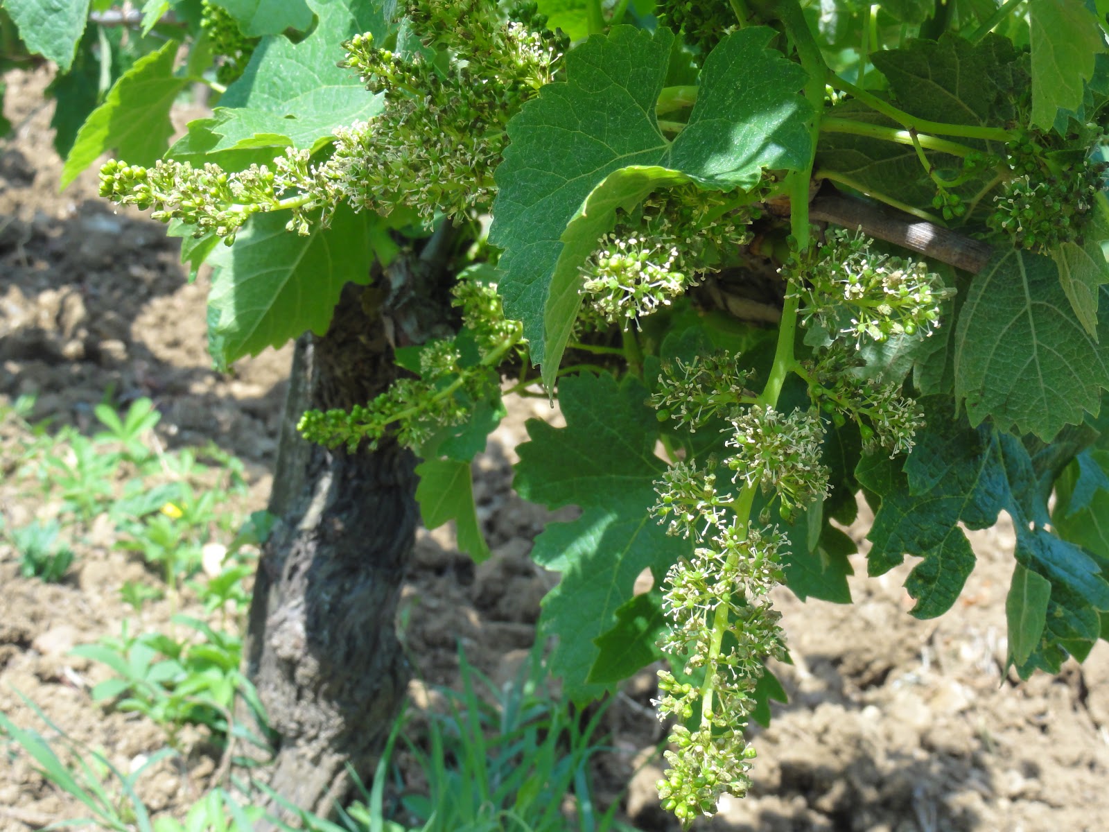 LES VINS DES DUBREY: Les premières fleurs de vigne à Mirebeau