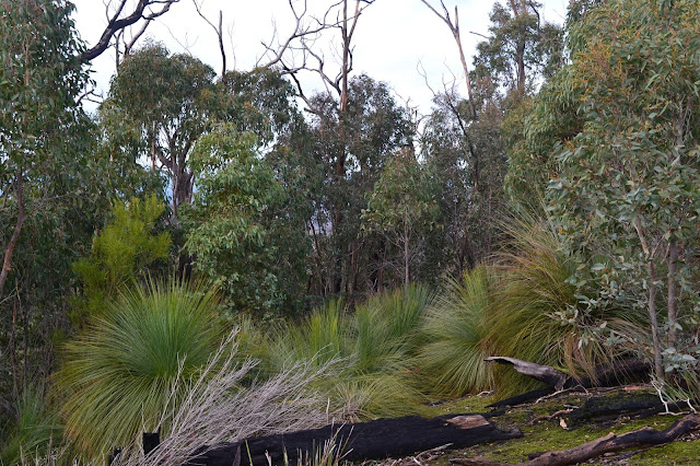 Goin' Feral One Day At A Time: Mt Everard Circuit, Kinglake National ...