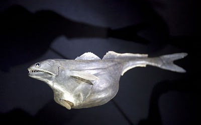 Engullidor negro (Chiasmodon niger)