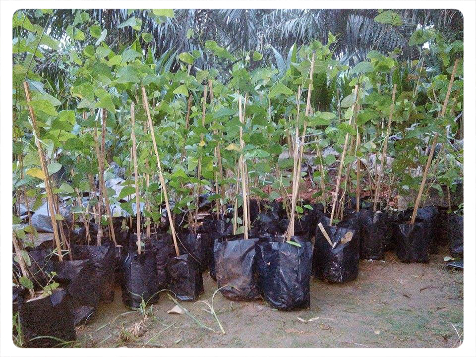 Cita Tani Nursery (NS0154959): Benih Pokok Rerama Hijau