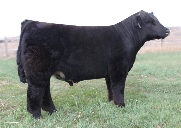 DIAMOND G CATTLE CO.: Sires