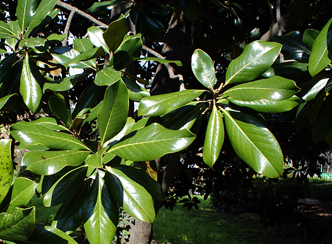Hortus Italicus: Magnolia grandiflora L. 1753