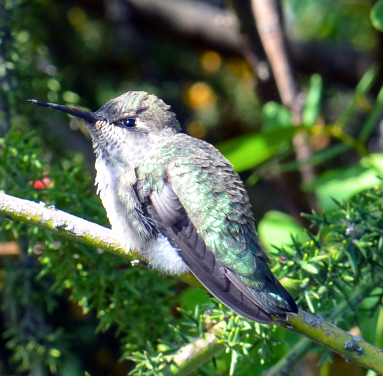 Nikoncole= Nikon + Niccole: Hummingbirds