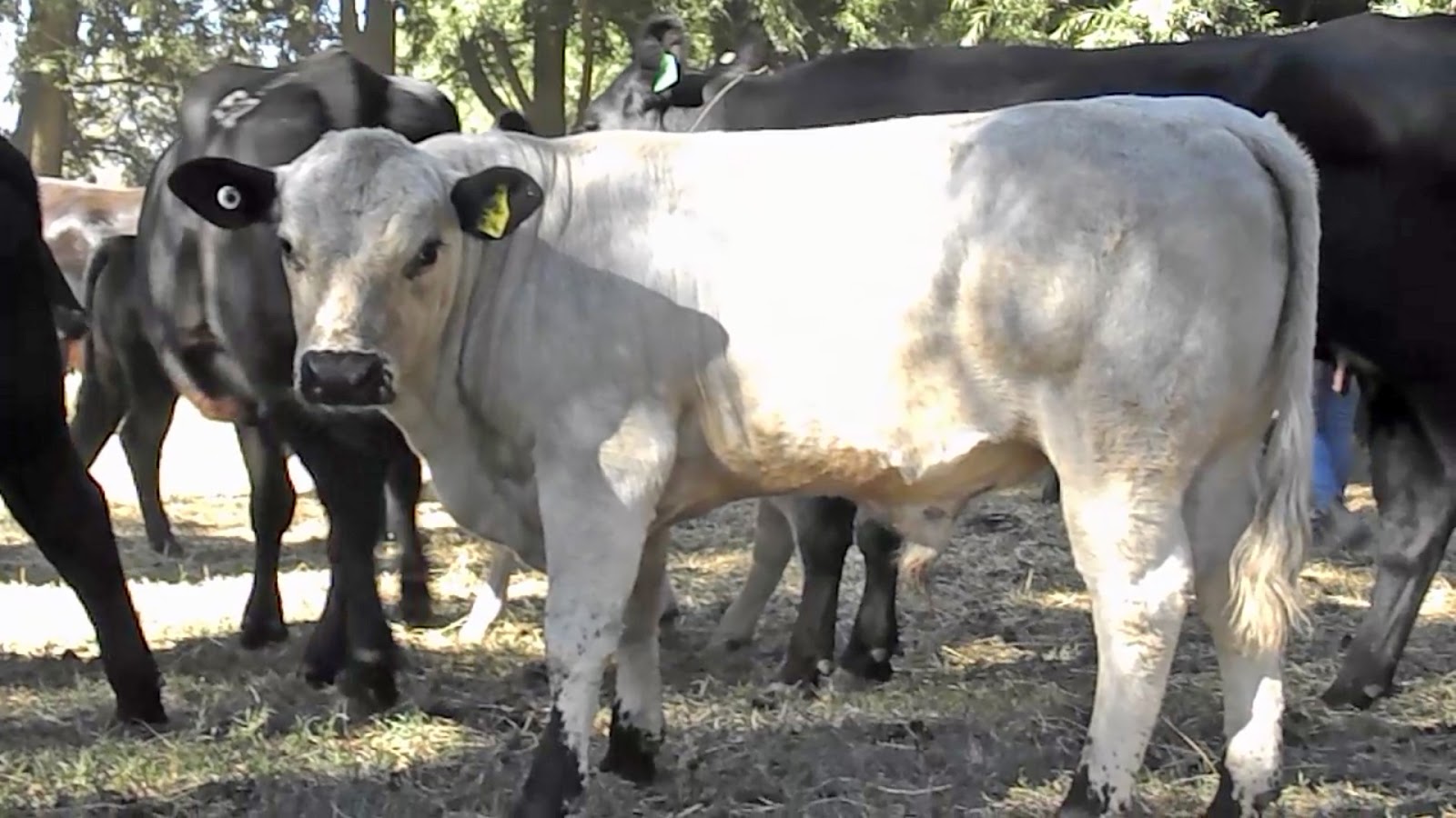 British White Cattle in Southeast Texas - JWest Cattle Company: British ...