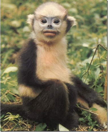 GAIA UN MUNDO MÁGICO: DESCUBRIENDO NUEVA FAUNA & FLORA.