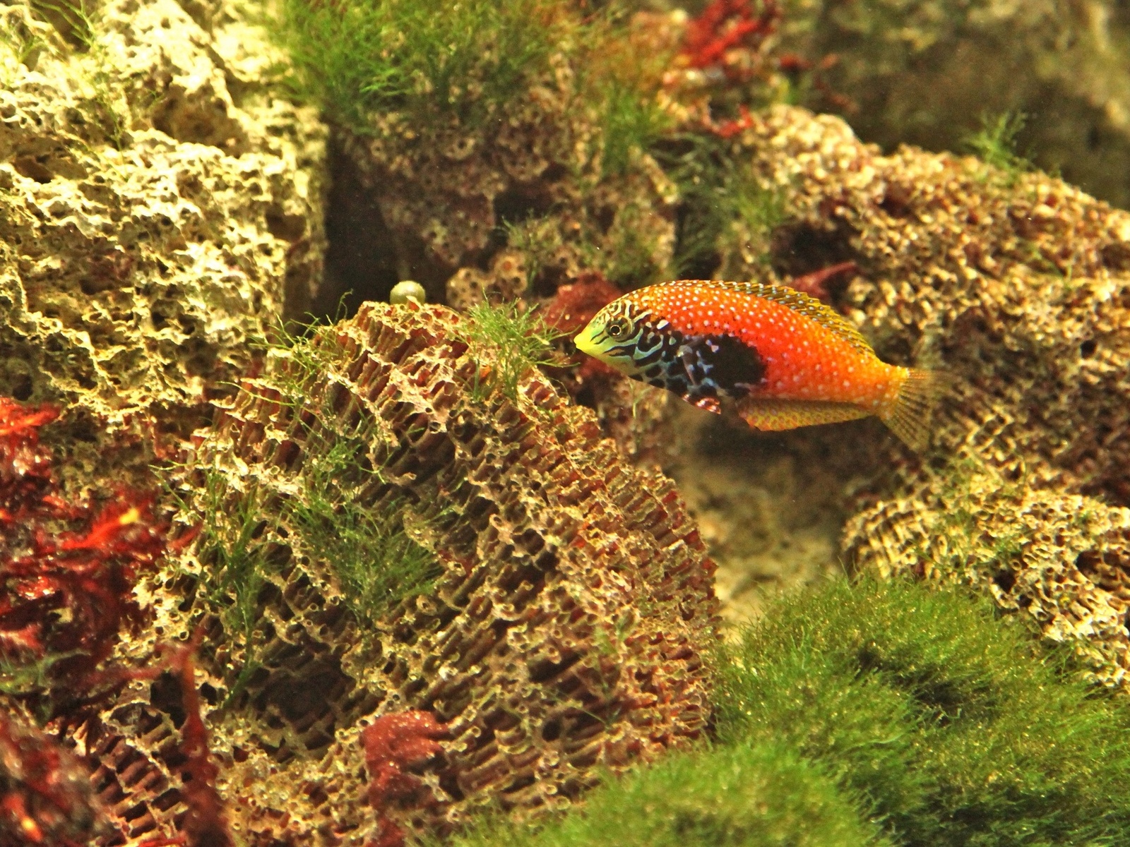 Fotografías de distintas clases de peces raros