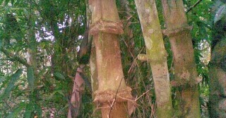 Klasifikasi Tanaman Bambu Betung - tes