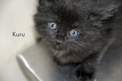 Southern Pines Diaries