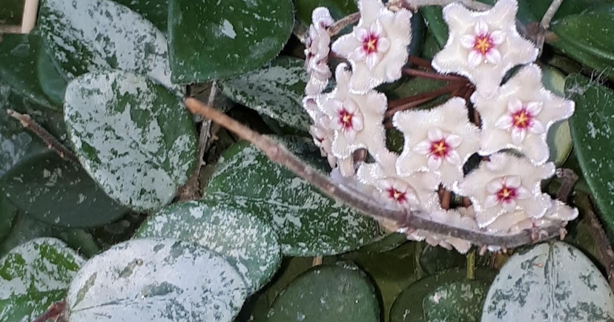 Gerrit's Hoya flowers: Hoya 'Mathilde' met splashy bladeren