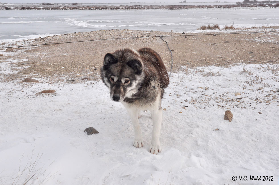 Amusing Musings: Churchill Redux Part II: The Dogs of Churchill