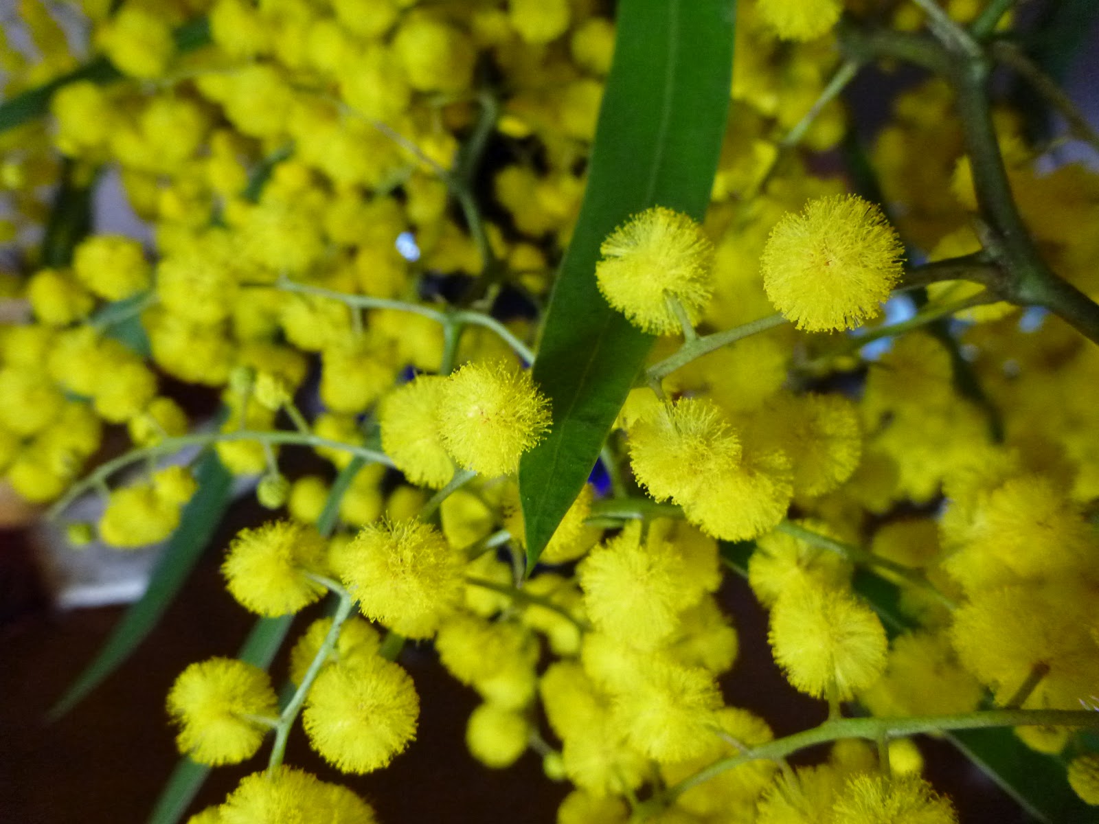 Australie, Le Retour: Mimosa en fleurs