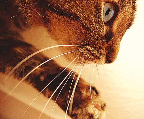 Adopta más Gatos : Los bigotes del gato