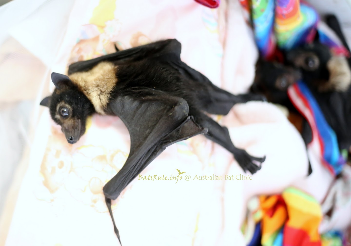 Rehab | Cairns Qld Megabat babies Spectacled in care, Pteropus ...
