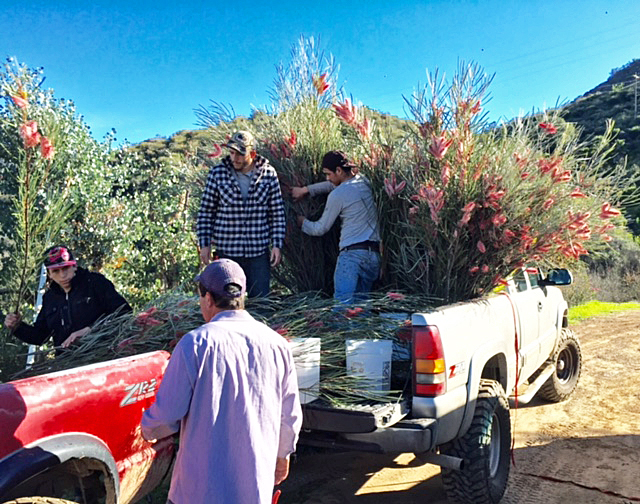 A Passion for Flowers: In the Field: Emu Tree