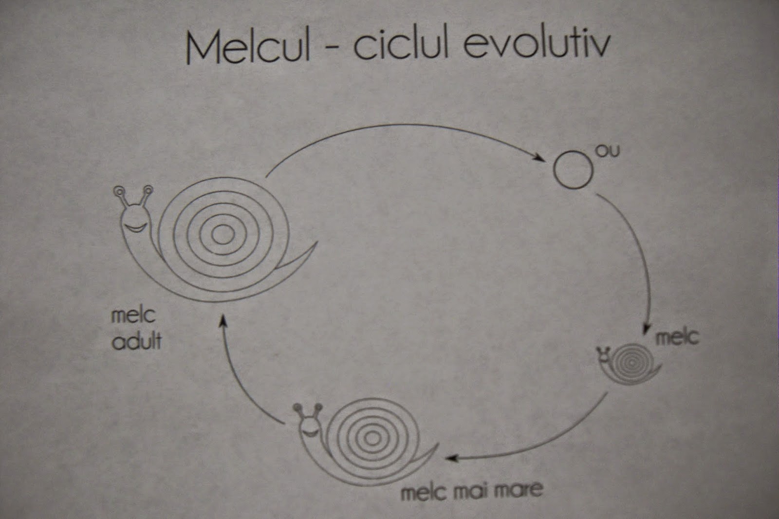 Vremea copilariei: Sa facem cunostinta cu....melcii din gradina