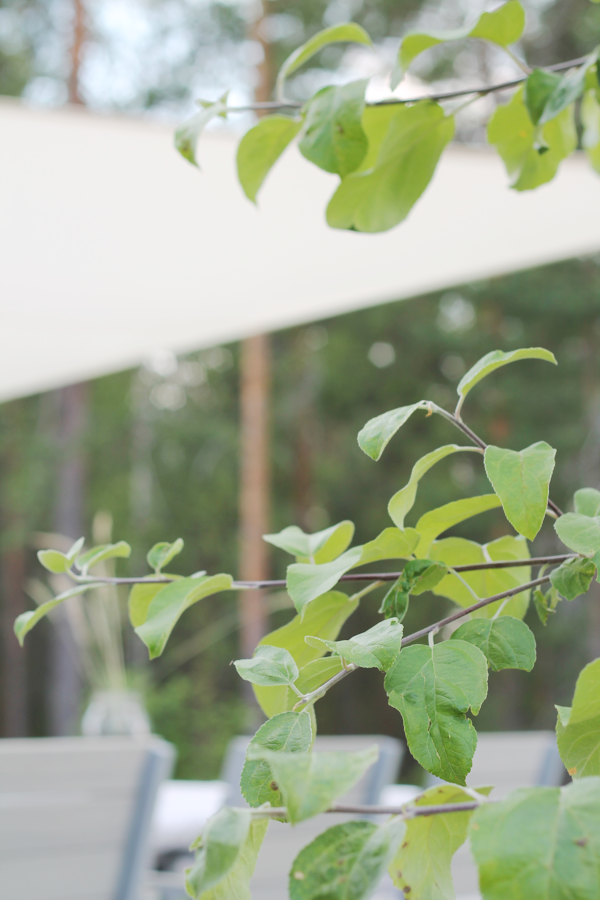 p i i p a d o o: purje terassille