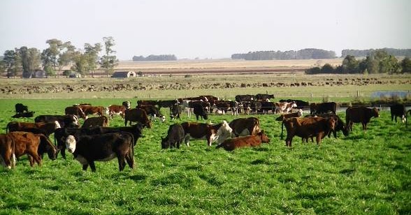 Agronomía en La Pampa.: Calculo y manejo en Pastoreo Controlado II ...