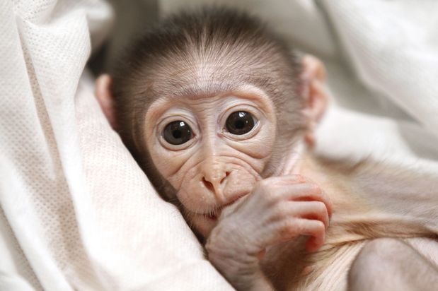 Comtú Gourmets: El Monito que ha Conquistado Francia