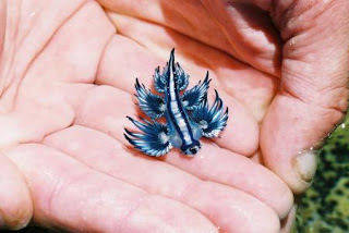 Delightful Departures: Freaky Fish Friday - Blue Dragon (Glaucus ...