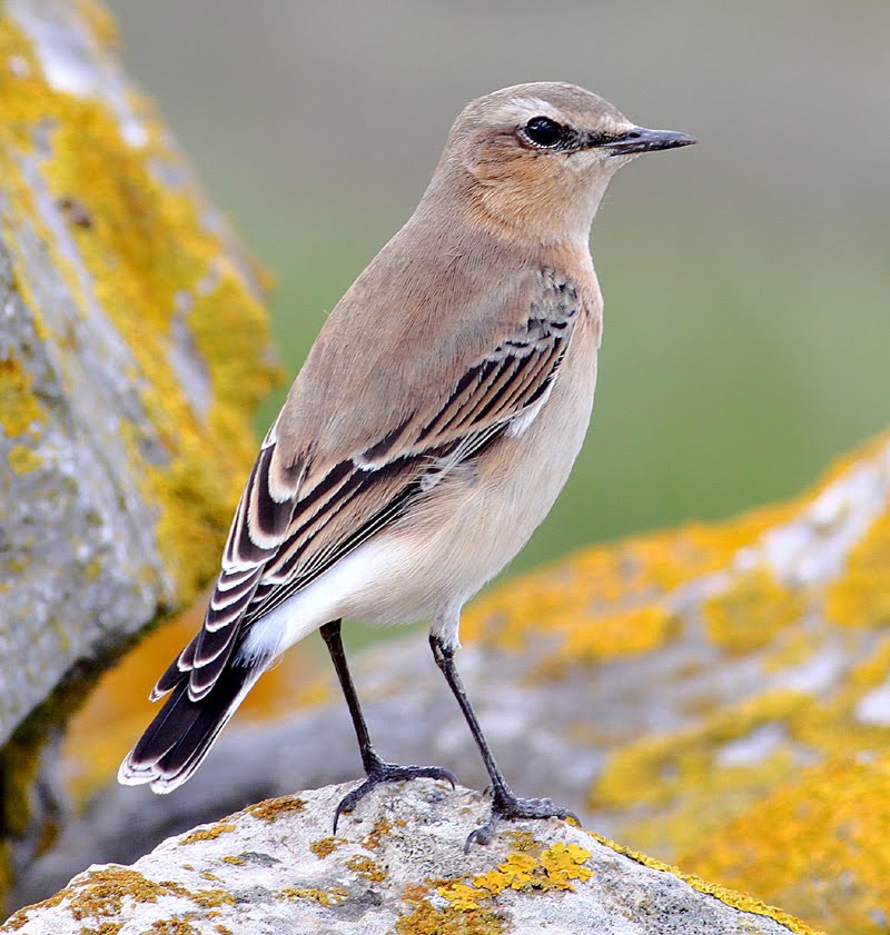 Another Bird Blog: First Wheatear