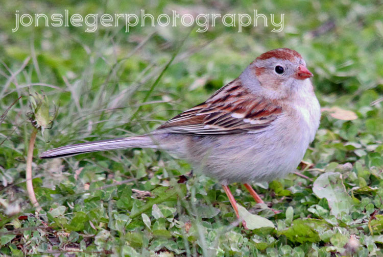 Northern Illinois Birder: The Sparrows of April