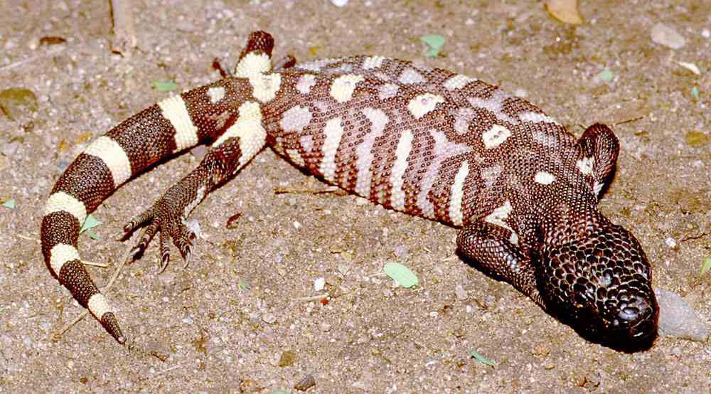 Beaded Lizard - Reptiles World