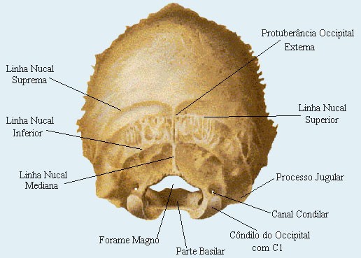 Anatomía.