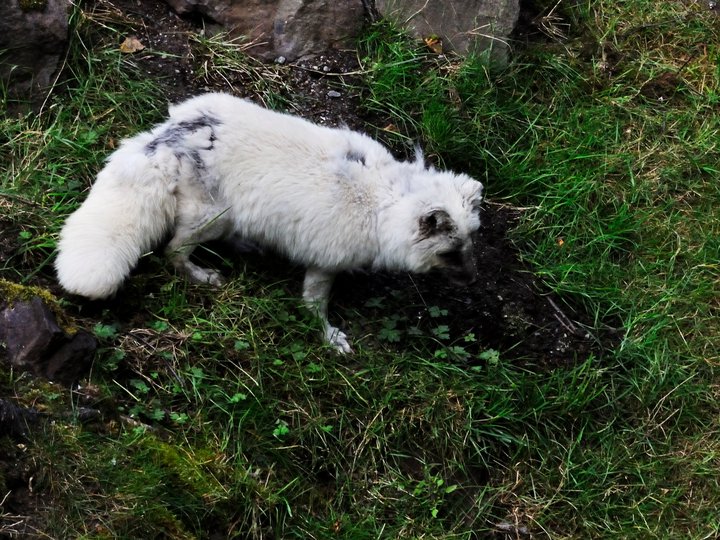 Little Fury Bugs: Zoo