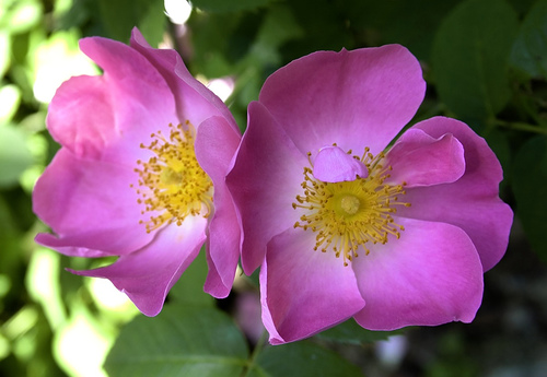 Flowerpedia: Rosa Gallica