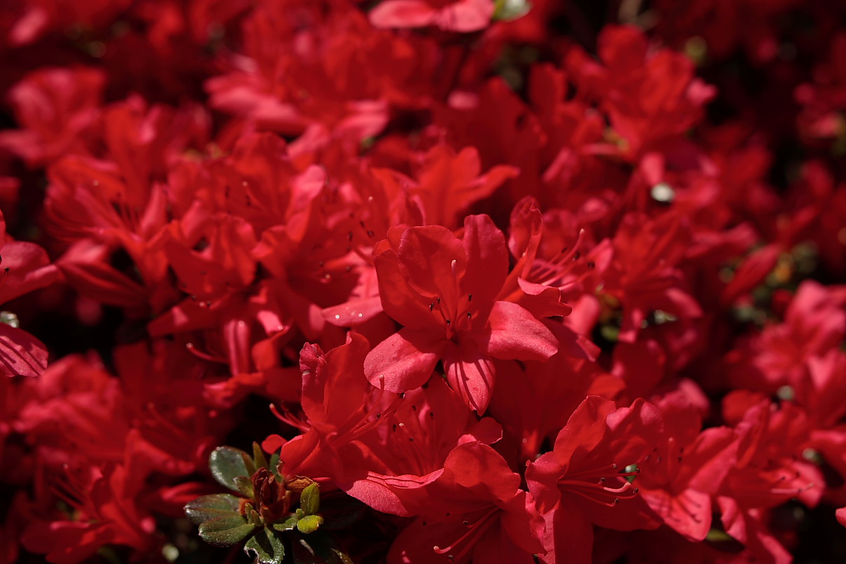beauteous: red flowers