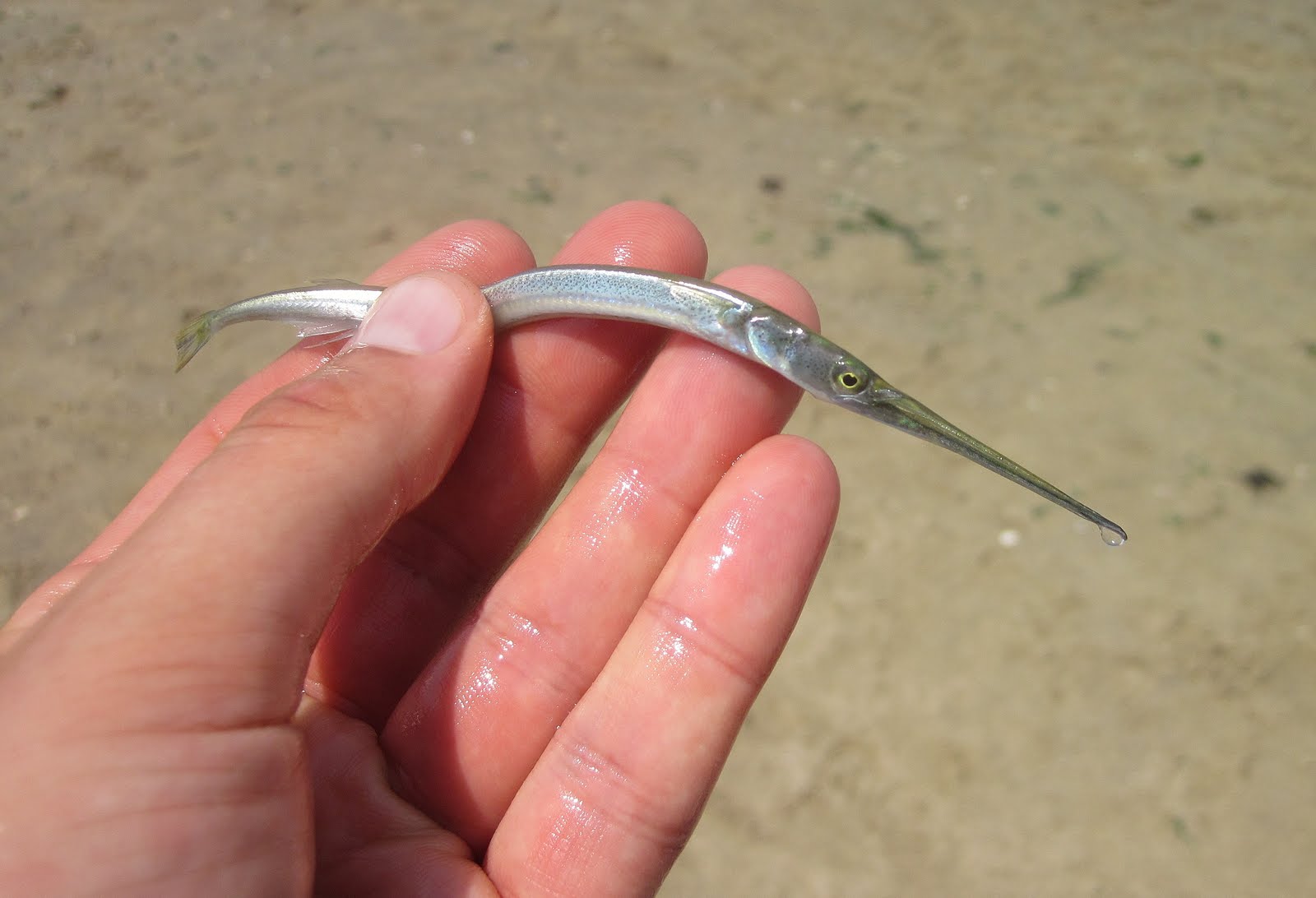 Nature on the Edge of New York City: Young Needlefish in Lower New York Bay