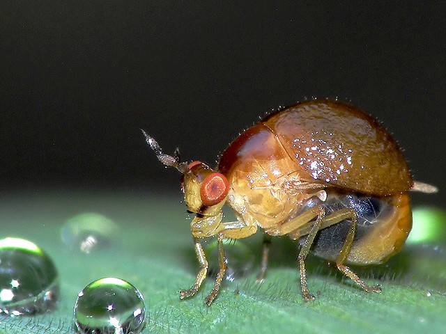 Alien Nations: Up Close and Impersonal with Insects and Spiders | The ...