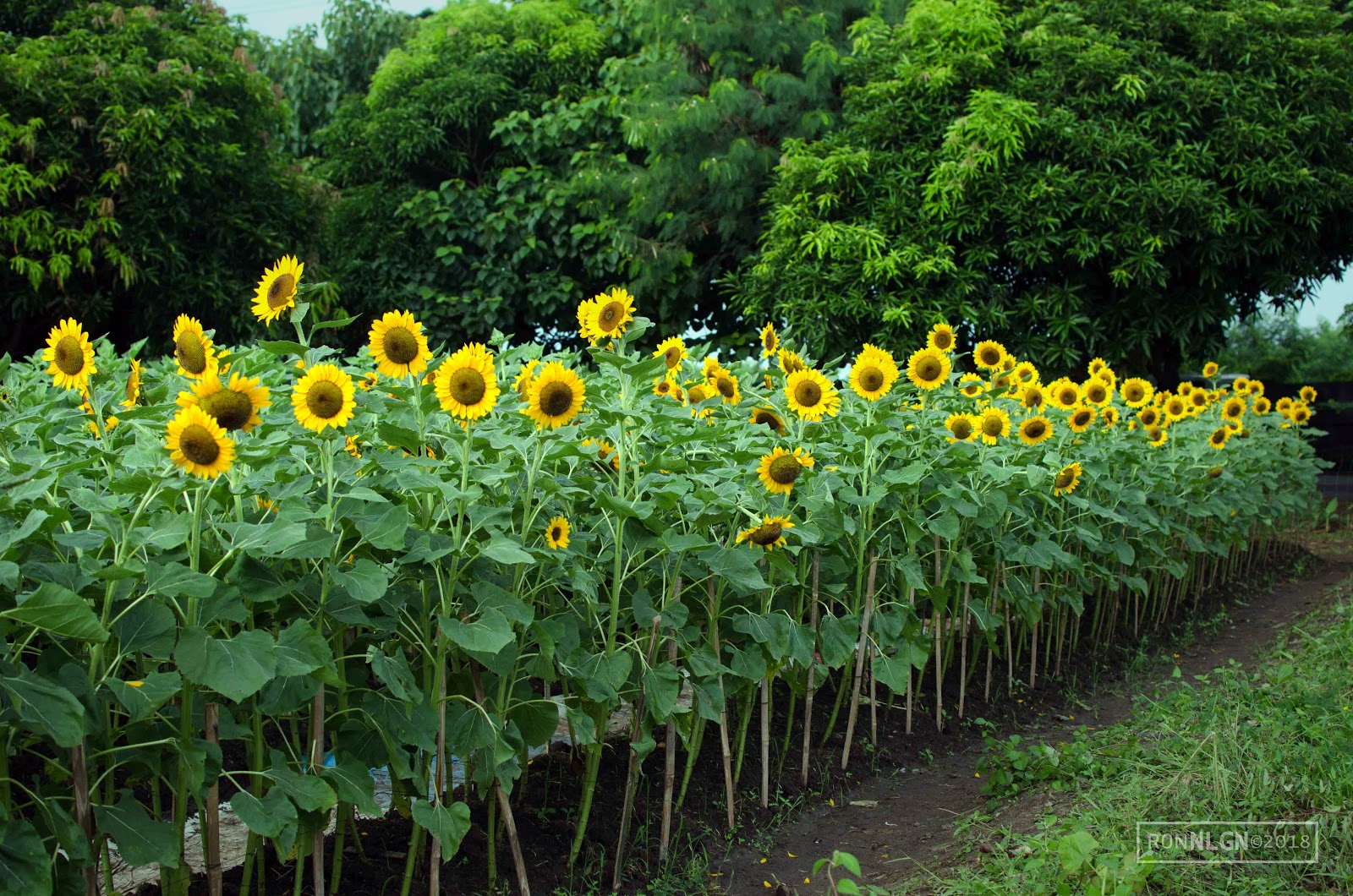 SunFlora Farm
