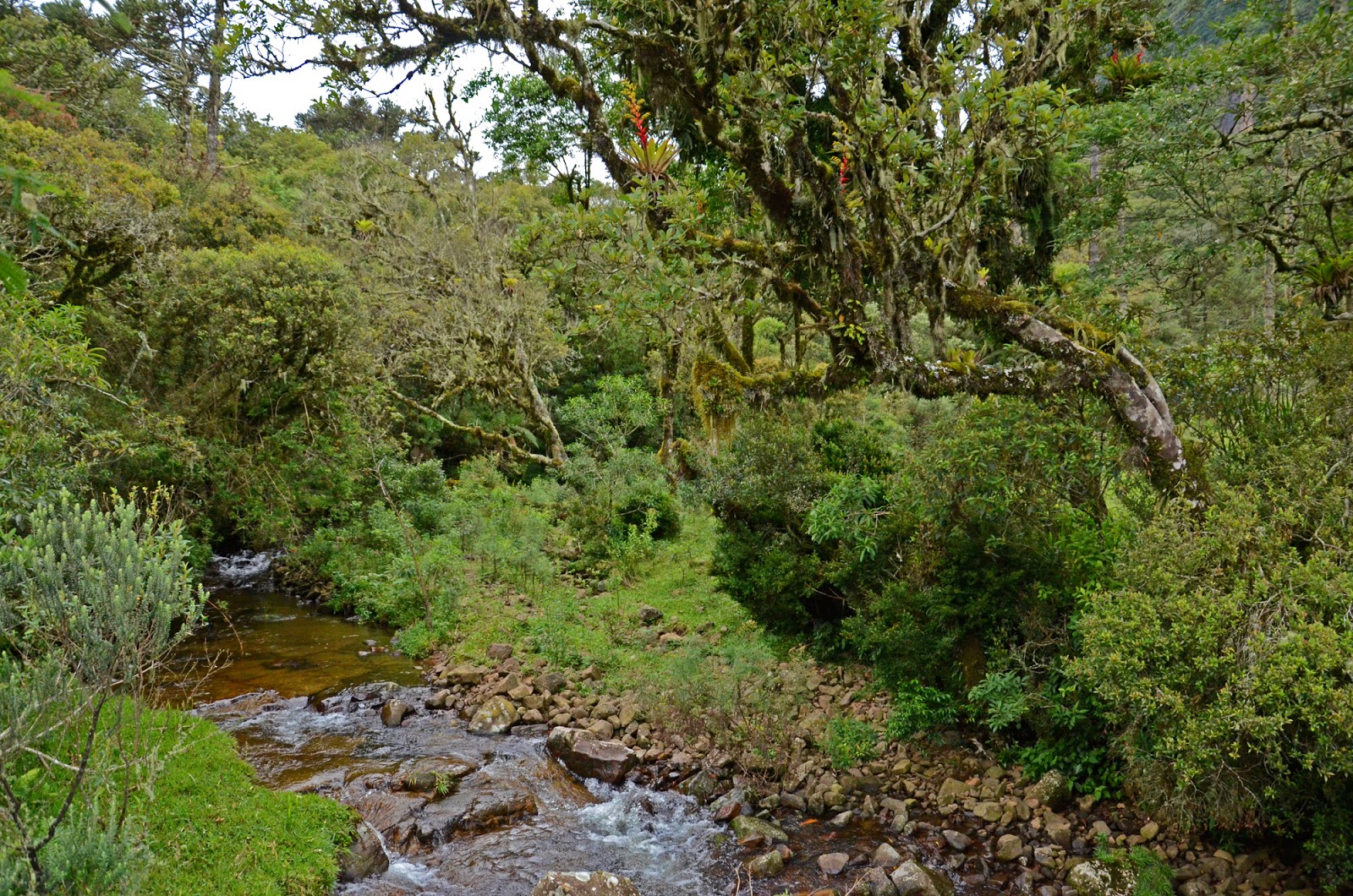 Expedições Fitogeográficas - Brasil e América do Sul: SERRA DO CORVO ...