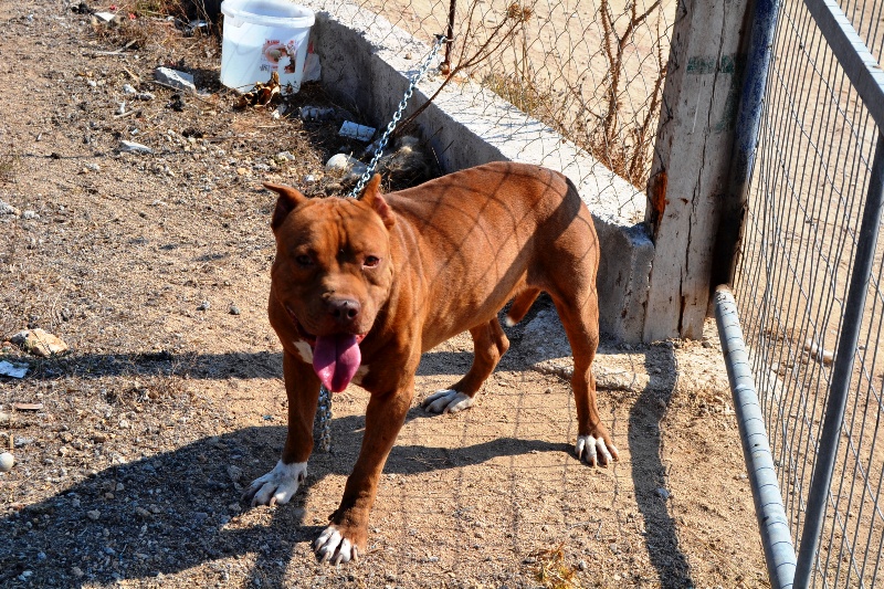 Rhodes Animal Rescue