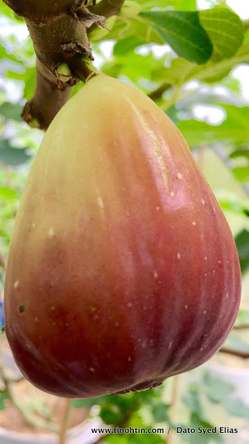 Super Jumbo Fig - Var Tin