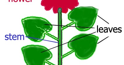 Spring sprouts | Improving English