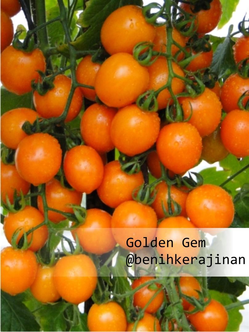 Benih dan Kerajinan: Tomat Cherry Golden Gem