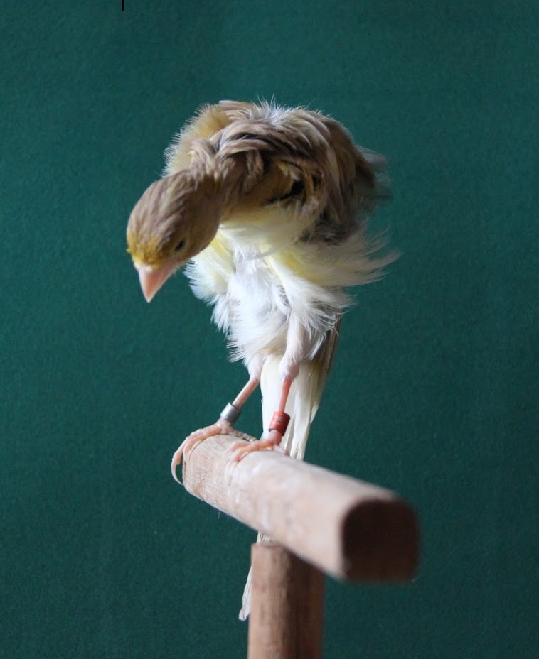 LOS CANARIOS DE POSTURA: Canarios Rizados (2)