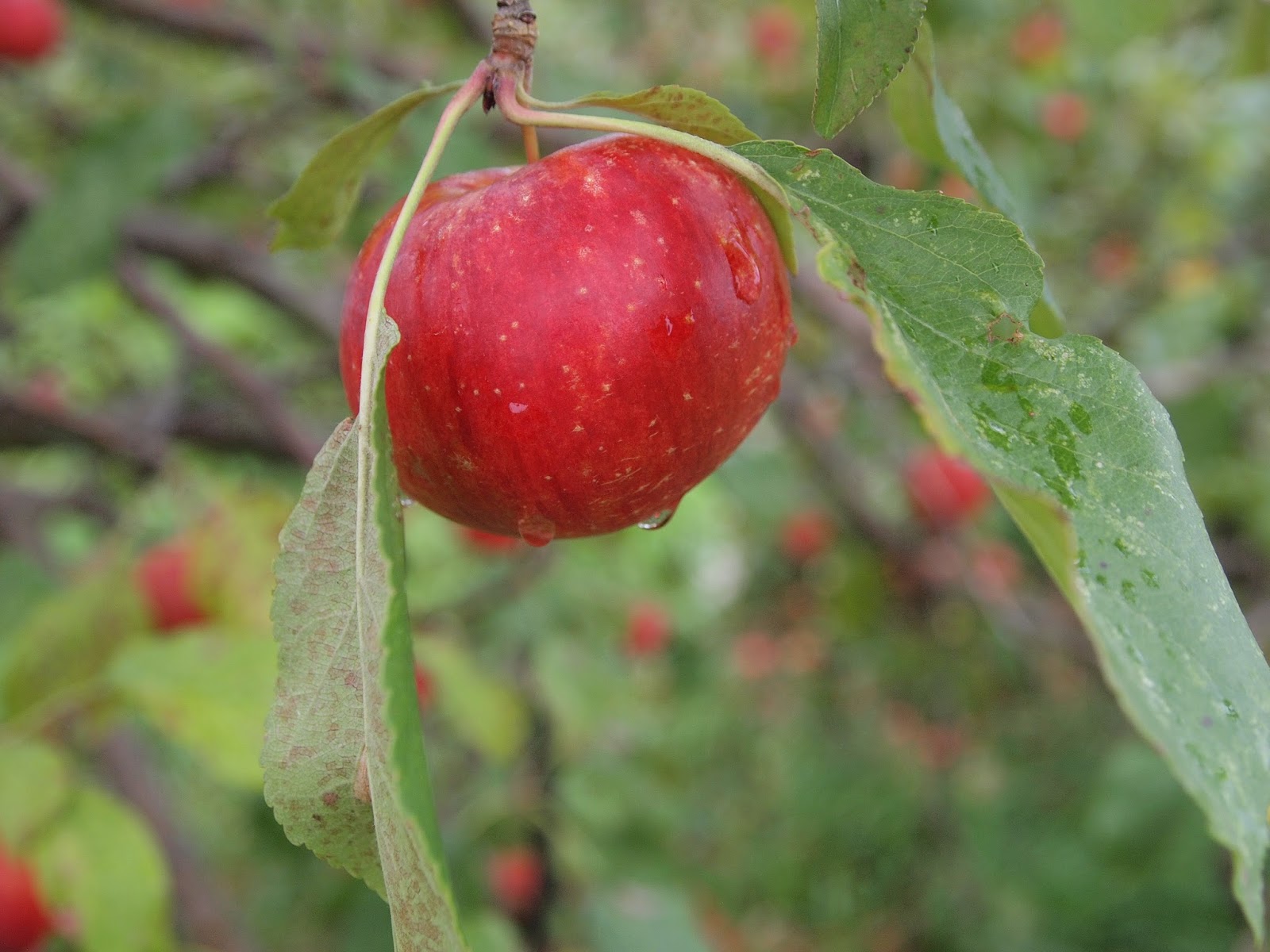 Irish Mountain Orchard: Apple Varieties