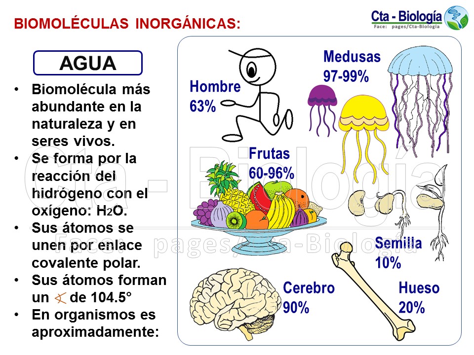 Biología didáctica: NSC 4° - Bioelementos y Biomoléculas Inorgánicas