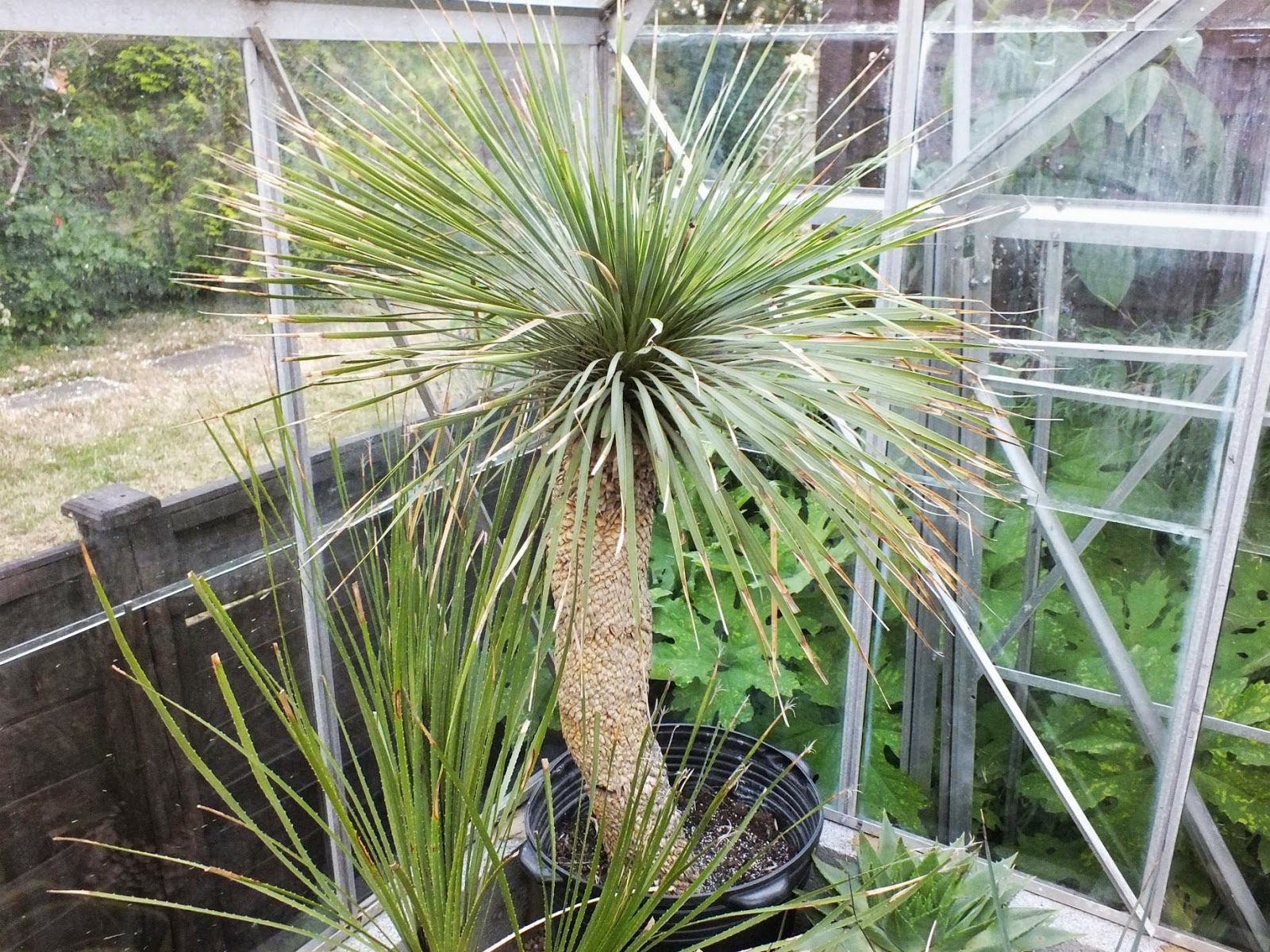 Alternative Eden Exotic Garden: The Other Blue Yucca