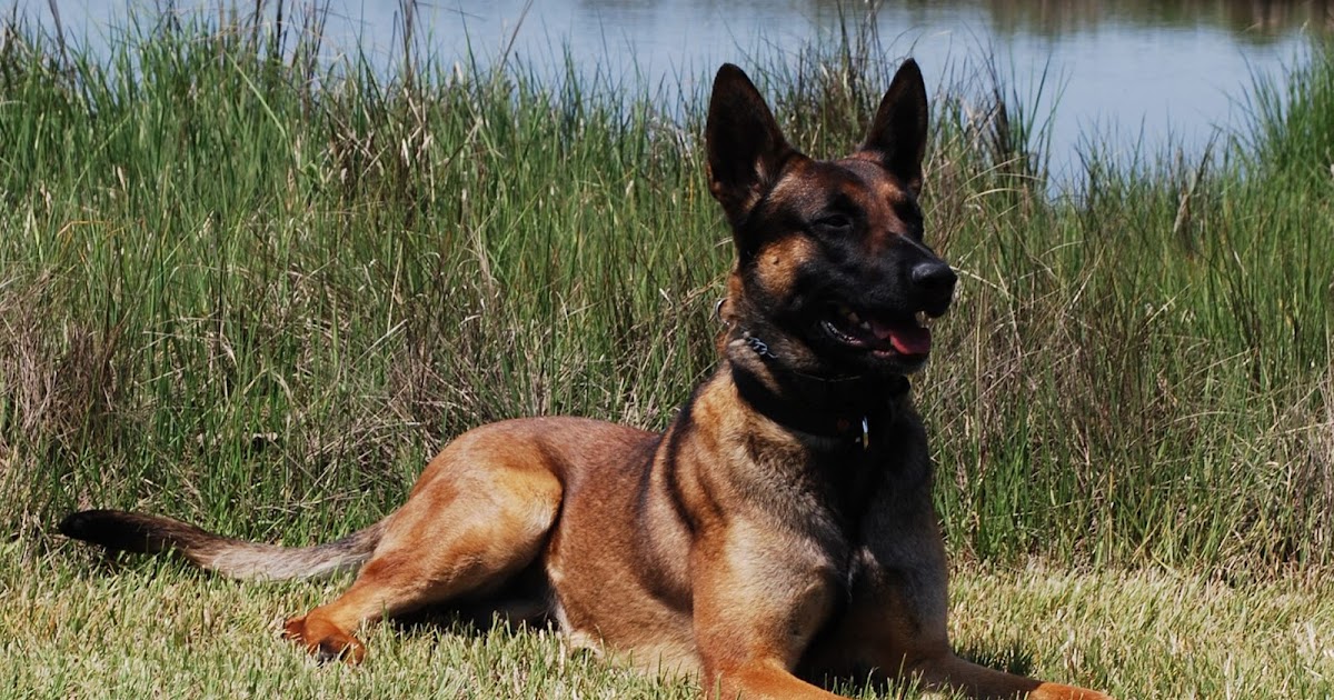 Salisbury News: OCPD’s Newest K-9 Team Graduates from Training