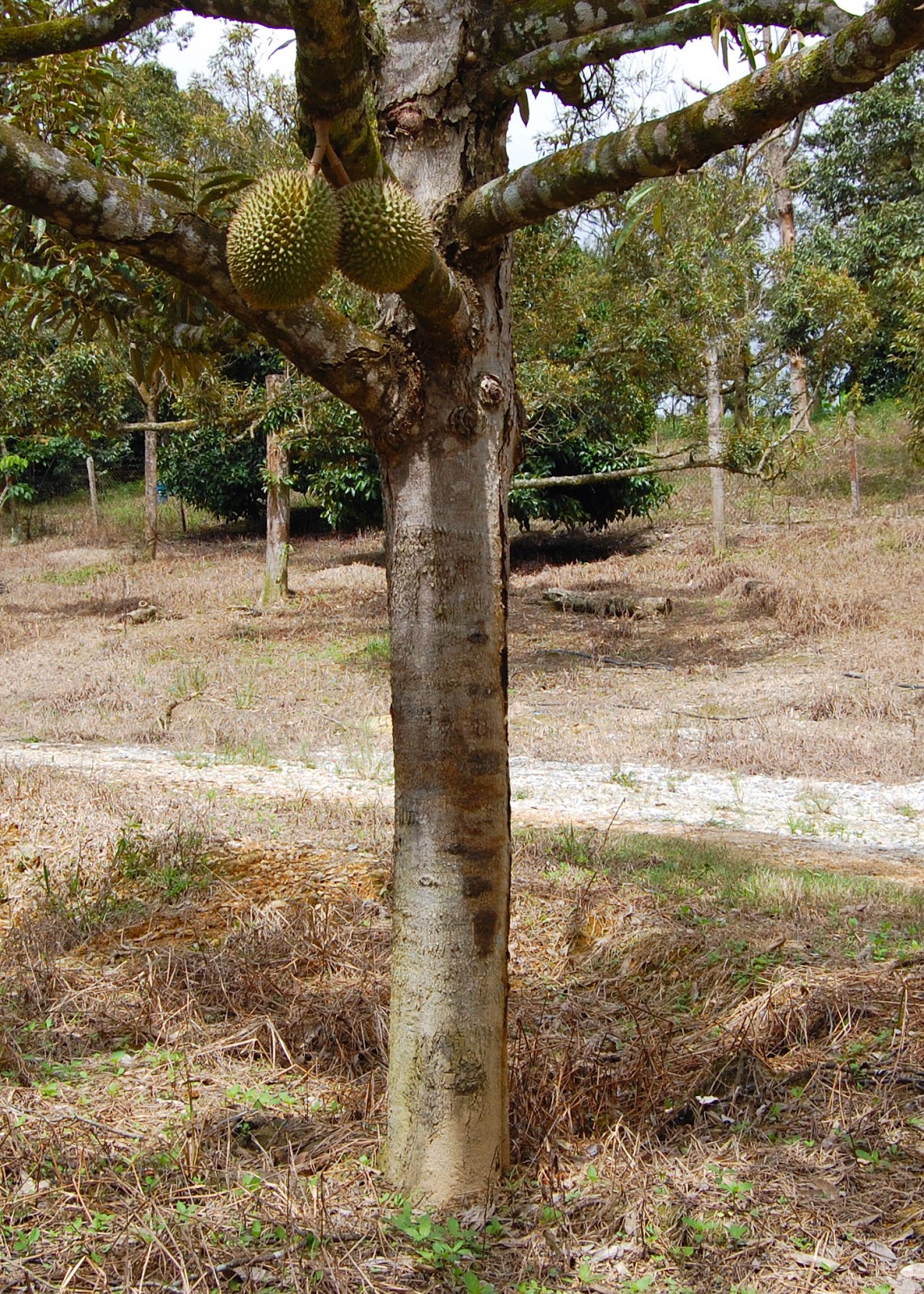 Durian Info: Botany of The Common Durian